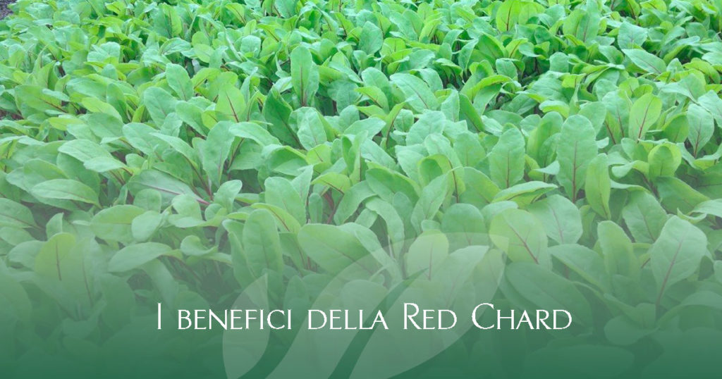 The benefits of Red Chard | O.P. Isola Verde