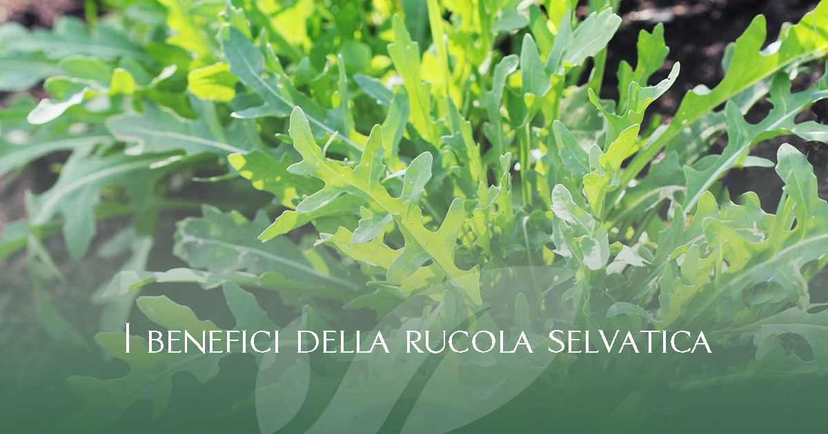 I benefici della rucola selvatica | O.P. Isola Verde