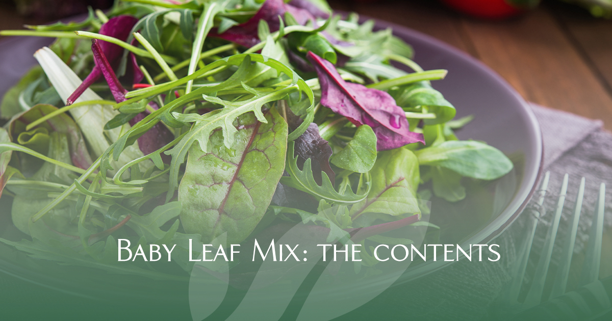 Baby Leaf Mix: the contents | O.P. Isola Verde