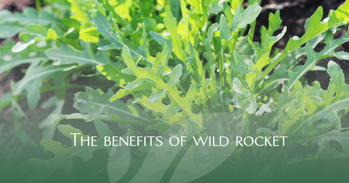 The benefits of wild rocket | O.P. Isola Verde