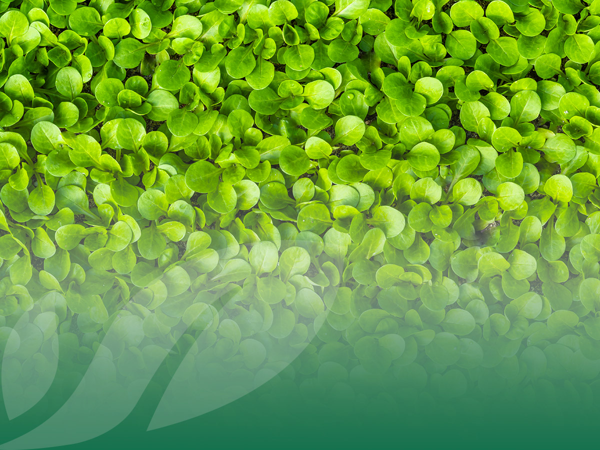 Pre-washed baby leaf salads: processing of lamb's lettuce | O.P. Isola ...