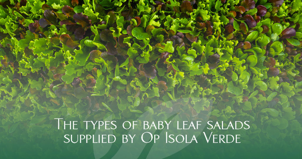The types of baby leaf salads supplied by Op Isola Verde | O.P. Isola Verde