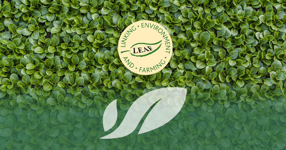 Leaf Certification ~ O.P. Isola Verde